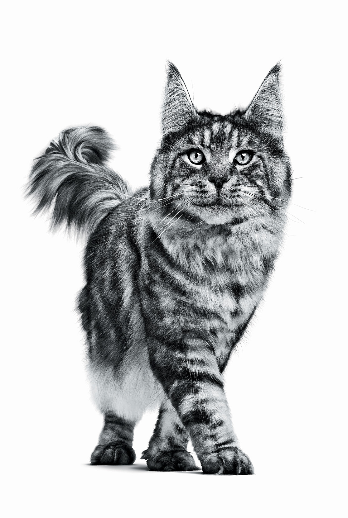 ROYAL CANIN - Selected works - Agence de production et réalisation ...